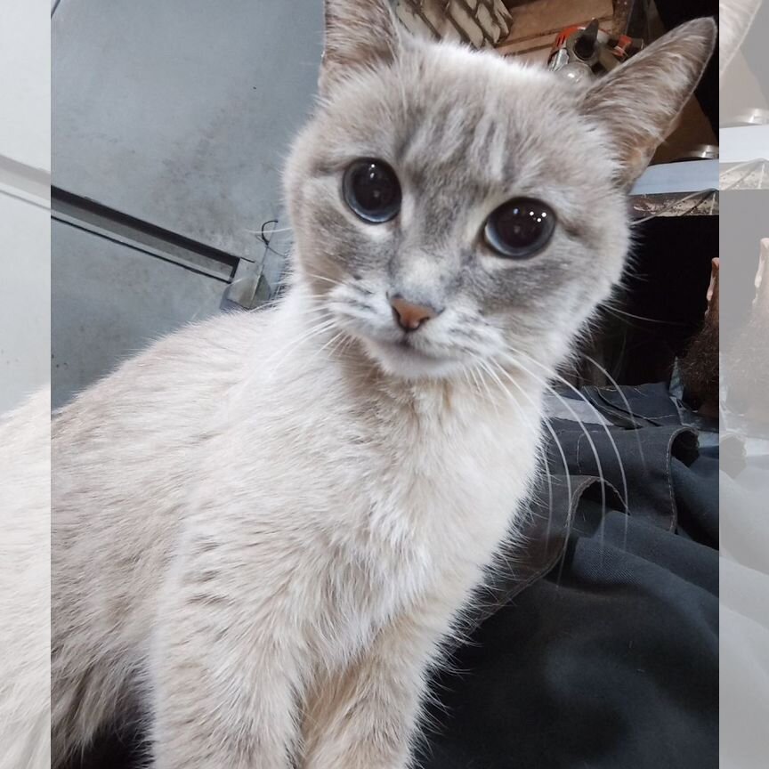 Голубоглазая кошка в добрые руки (тайская)