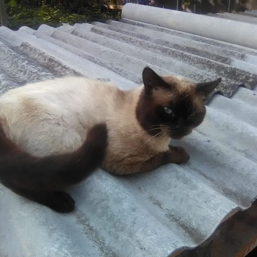 Сиамский кот в добрые руки