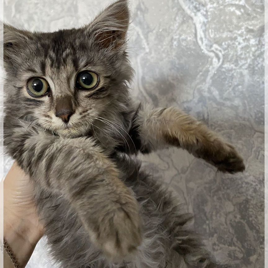 В добрые руки