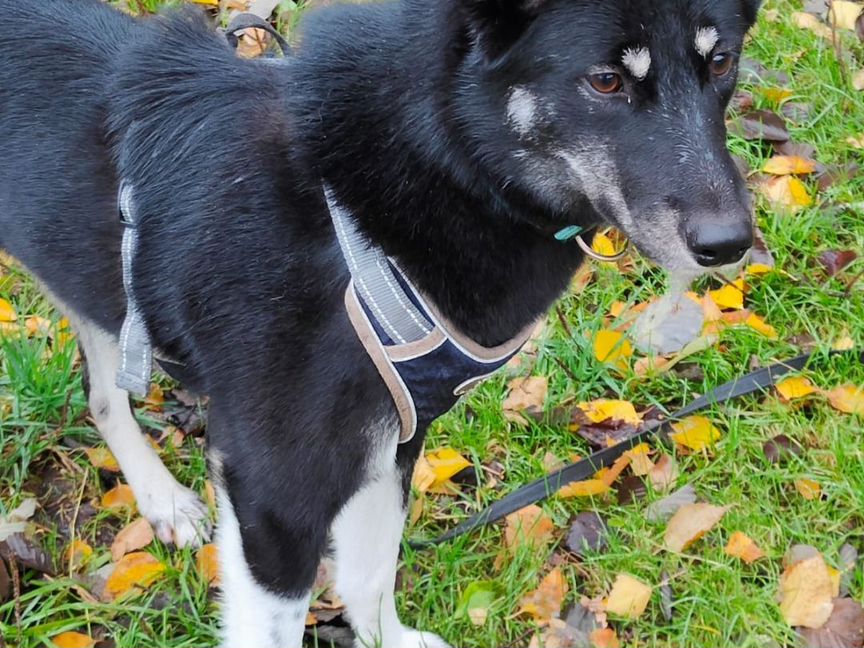 Собака сказочной красоты