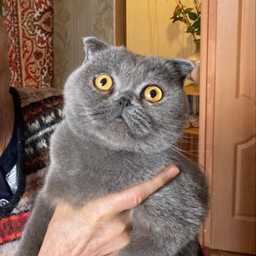 Шотландская вислоухая кошка в добрые руки