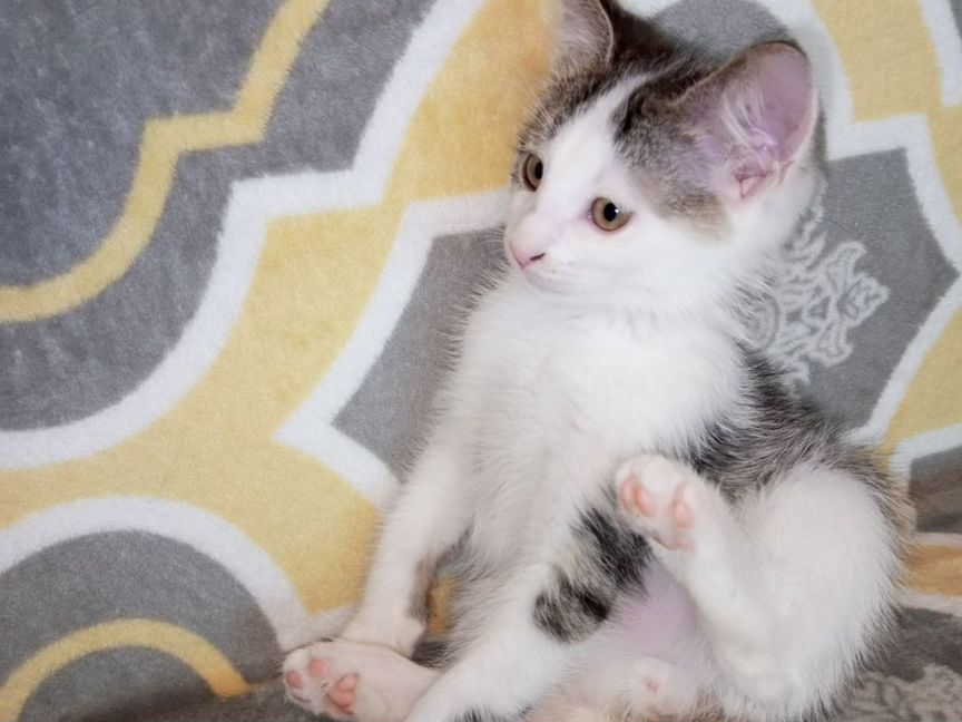 Котенок, мальчик, ответственным людям
