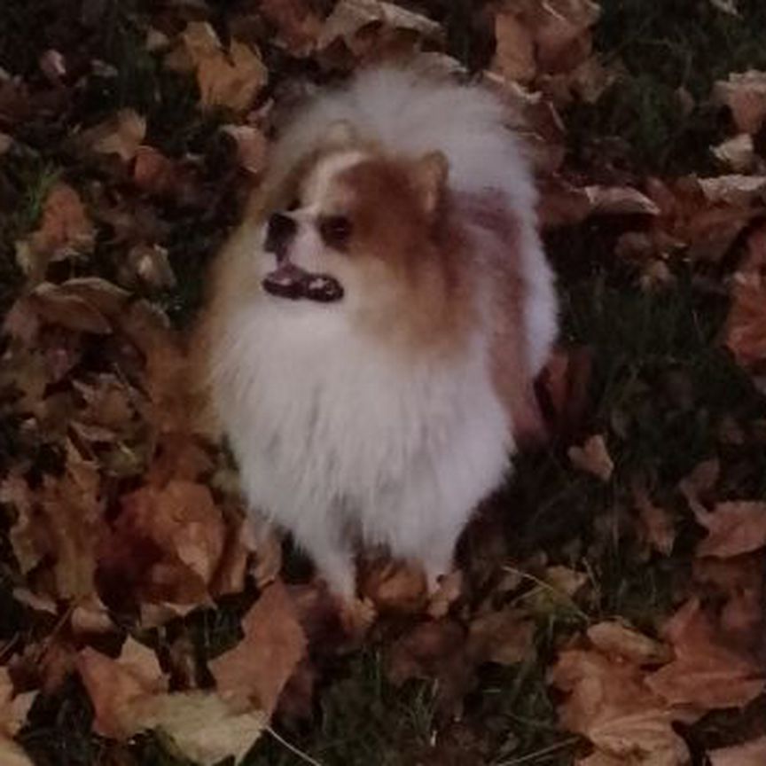 Ищет невесту шпиц(немец) Лучезар(очень ухожен )