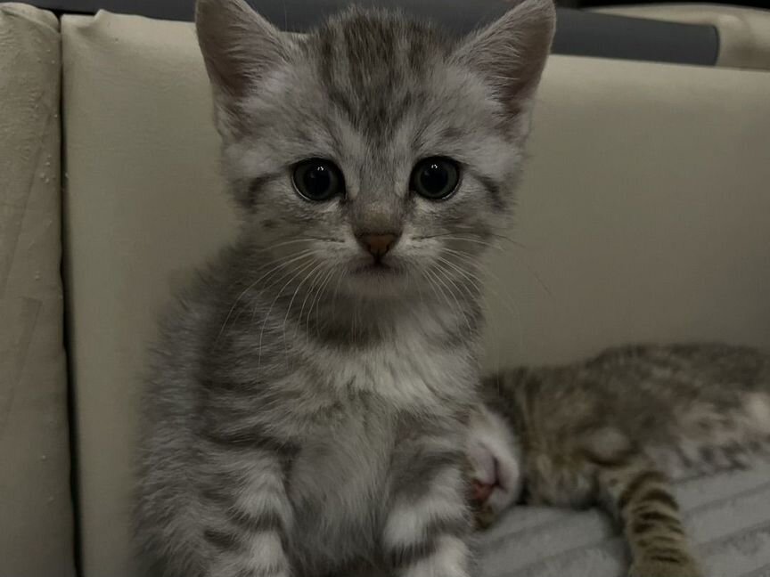 Британские прямоухие котята