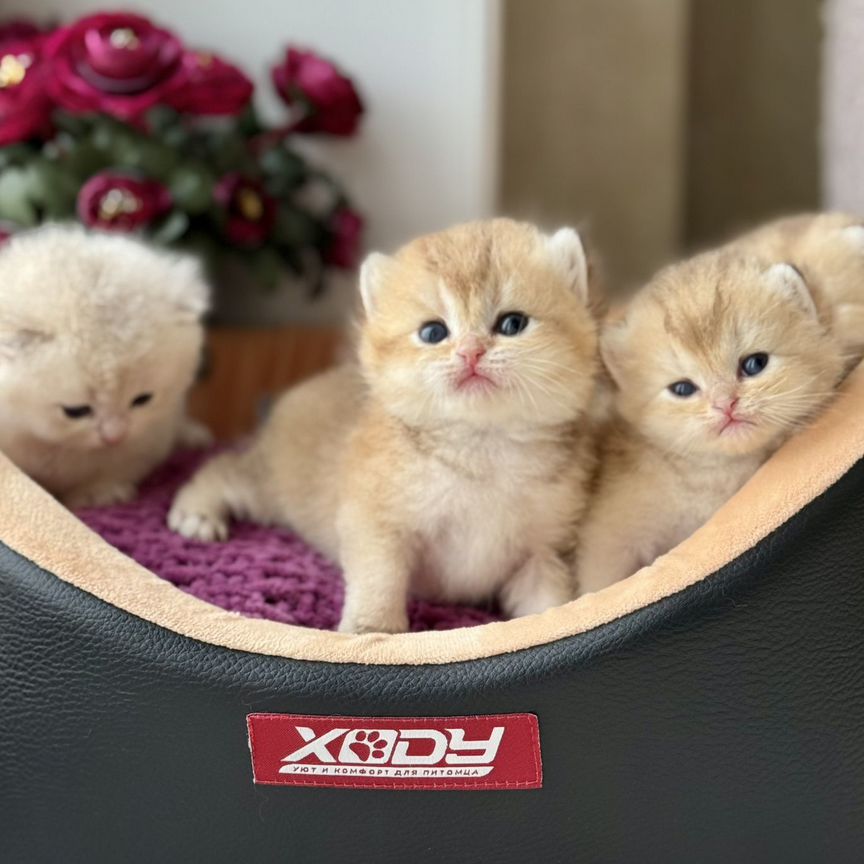 Британский короткошёрстный котёнок