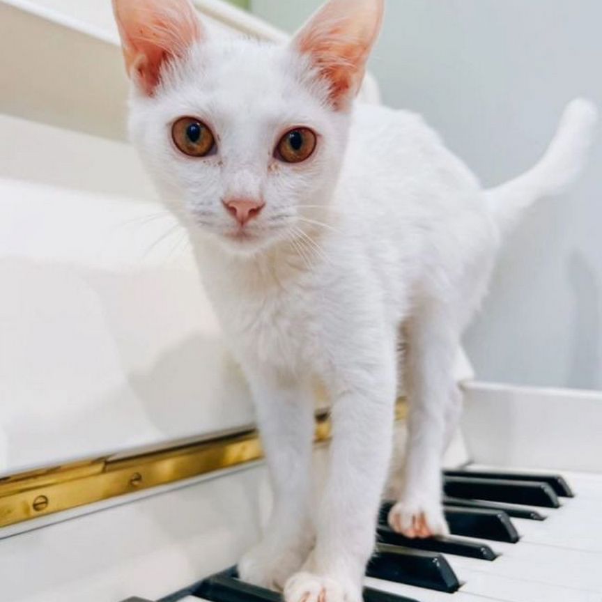 Котенок белый Белочка