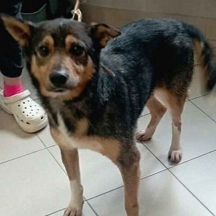 Взрослый пёс в добрые руки