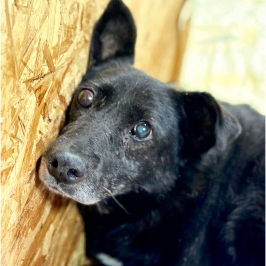 Помогите собаке Зое