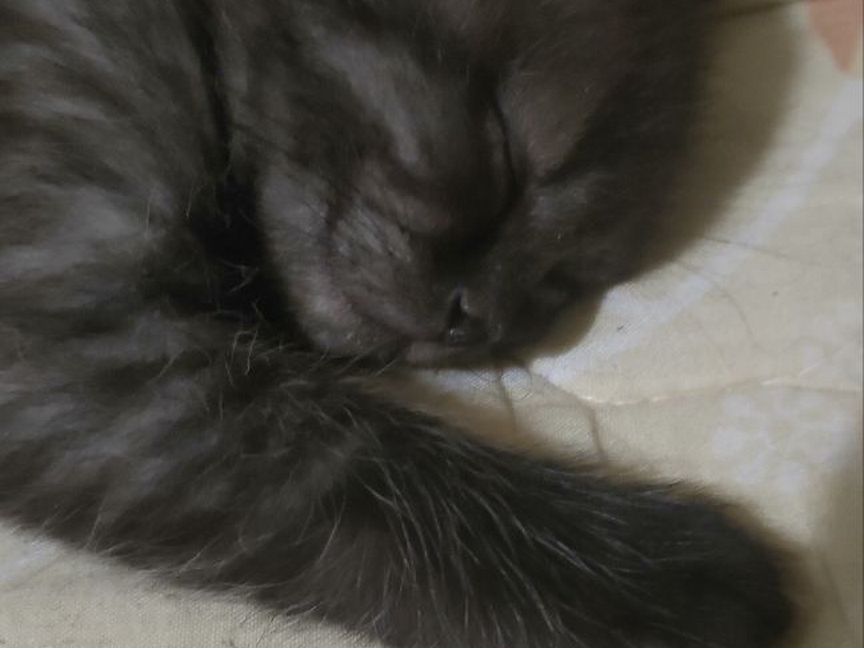 Шотландские прямоухие котята