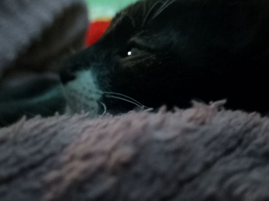 В добрые руки отдается бандит и торпеда с шилом в