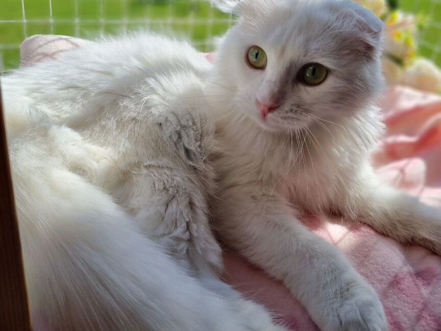 Роскошная вислоухая кошечка бэлль