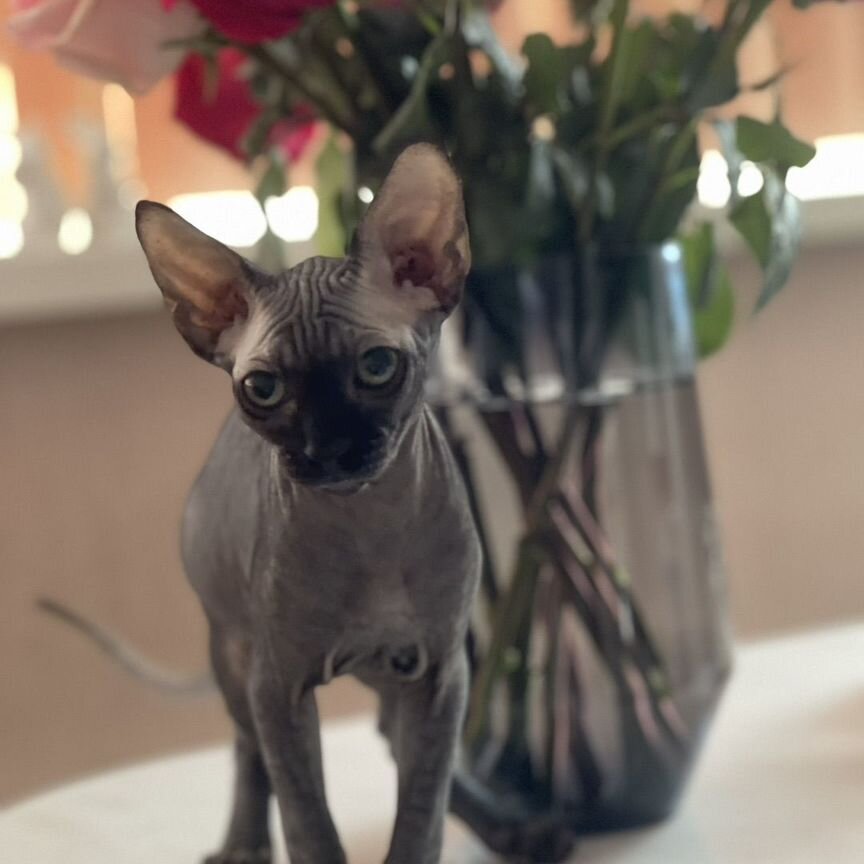 Канадский сфинкс