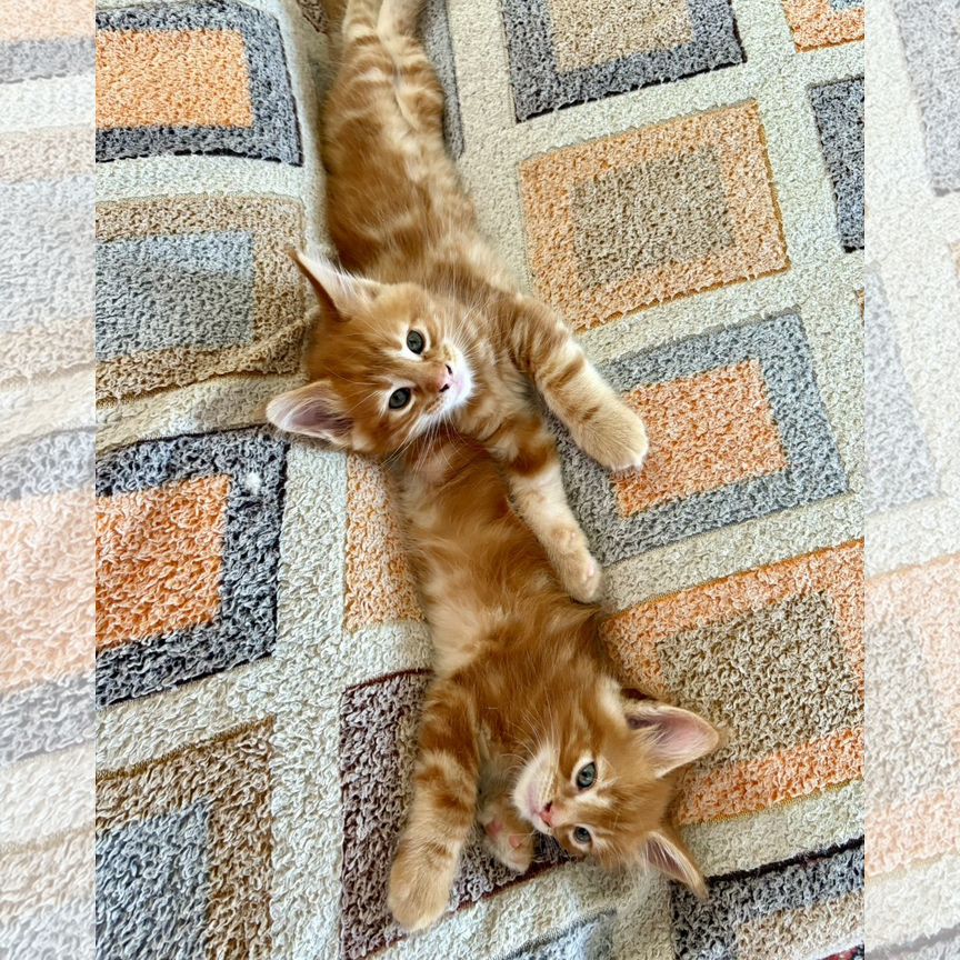 Котята мейн-кун