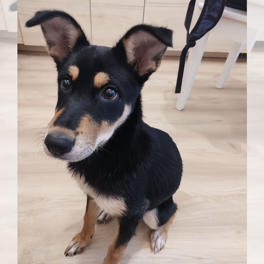 Щенок в добрые руки