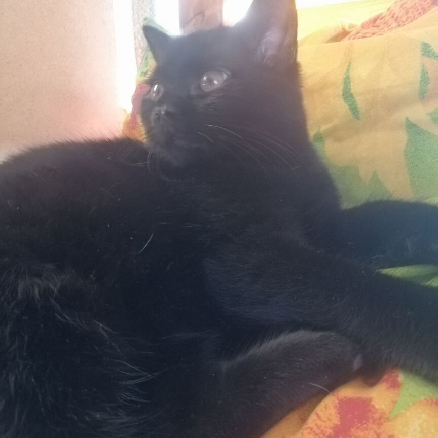Котята мальчики