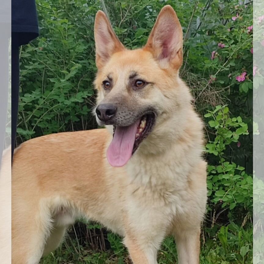 Взрослый пёс в добрые руки