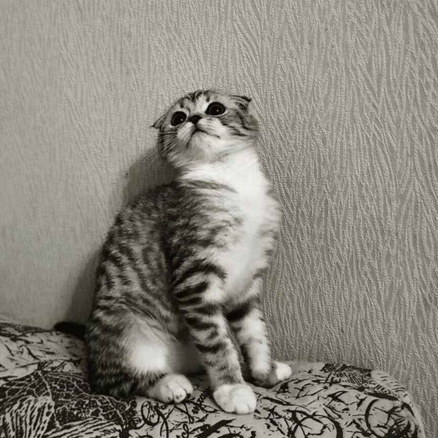 Шотландская вислоухая для вязки