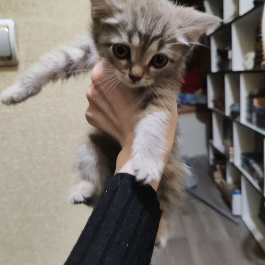 Нашли котенка