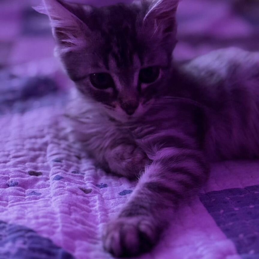 Котята бесплатно