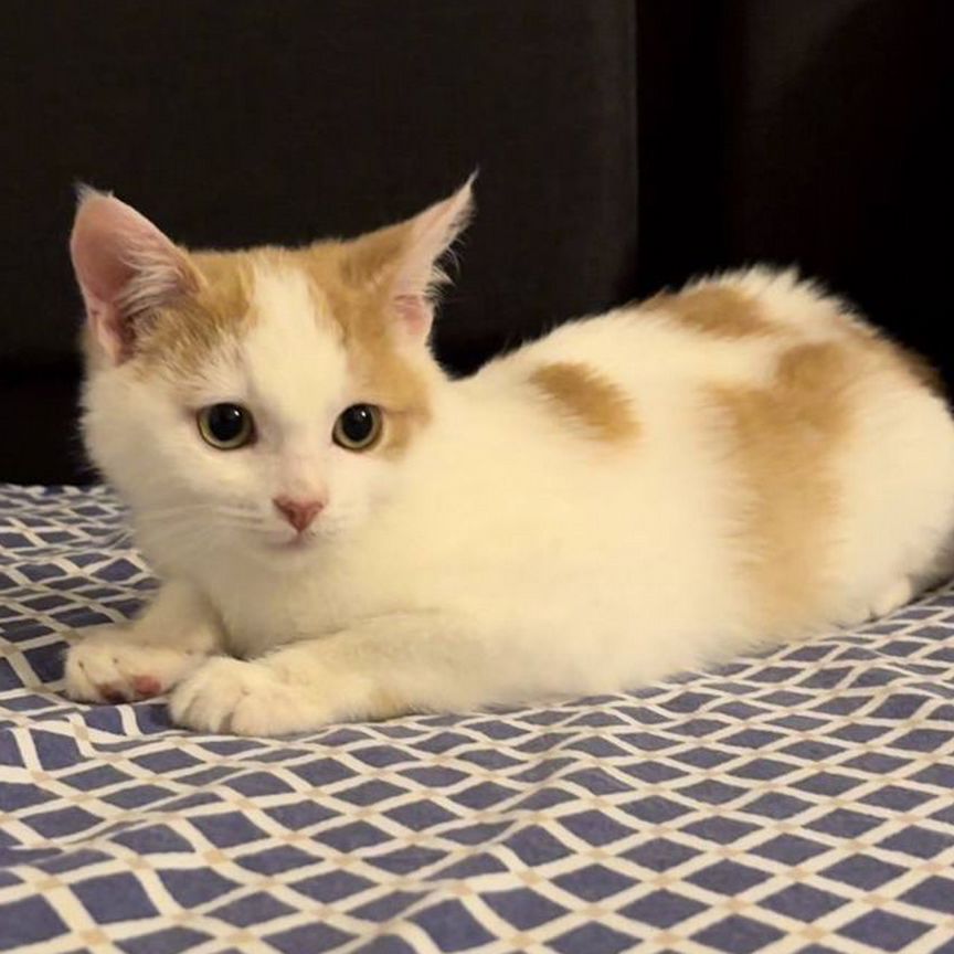Котенок