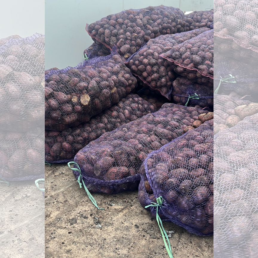 Картофель на корм скоту