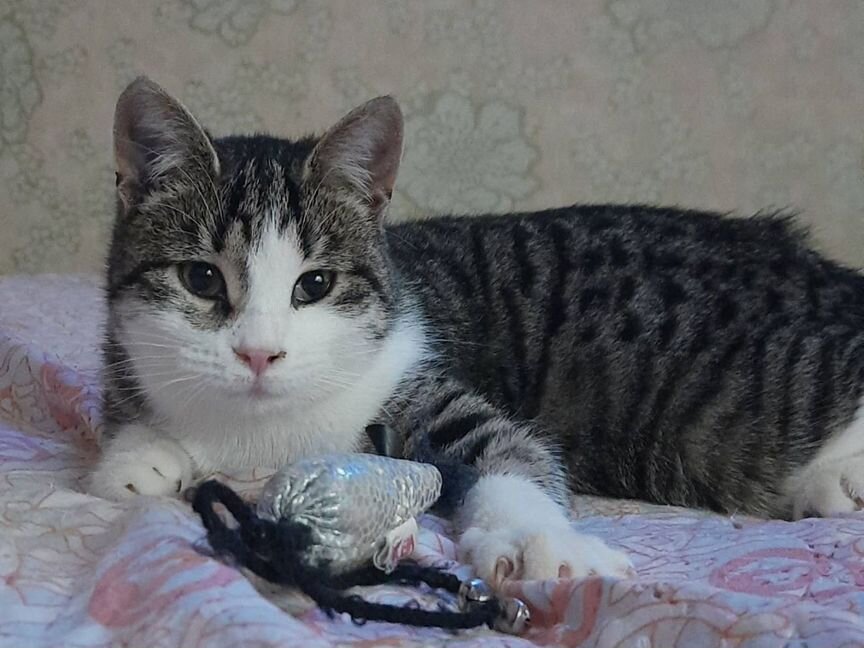 Котенок- подросток в добрые руки