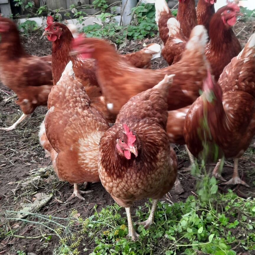 Куры несушки возраст 9 месяцев