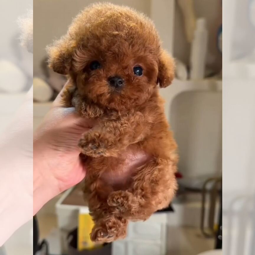 Мальтипу, щенок