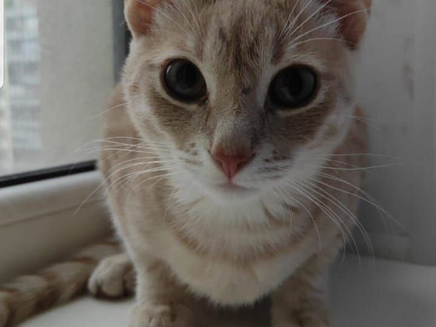 Котёнок