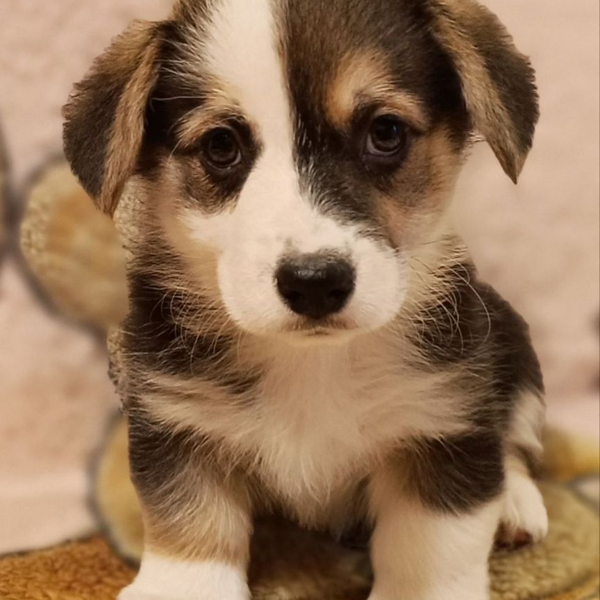 Ириска няшечка