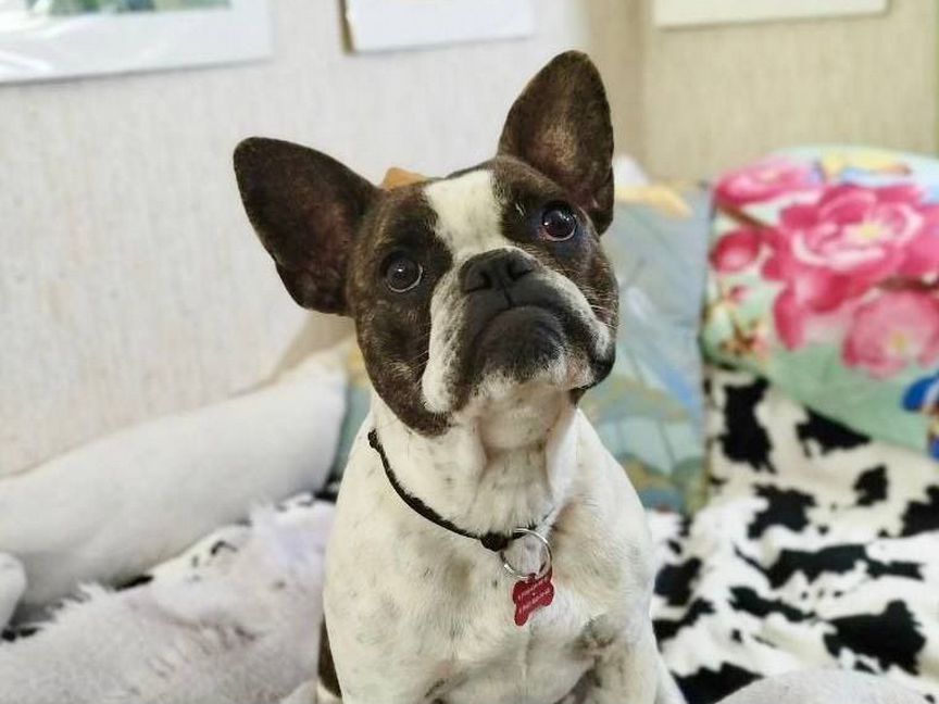 Французский бульдог Белла в добрые руки
