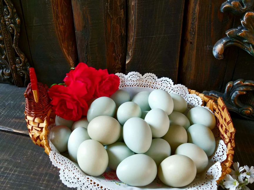 Инкубационное яйцо куры Легбар