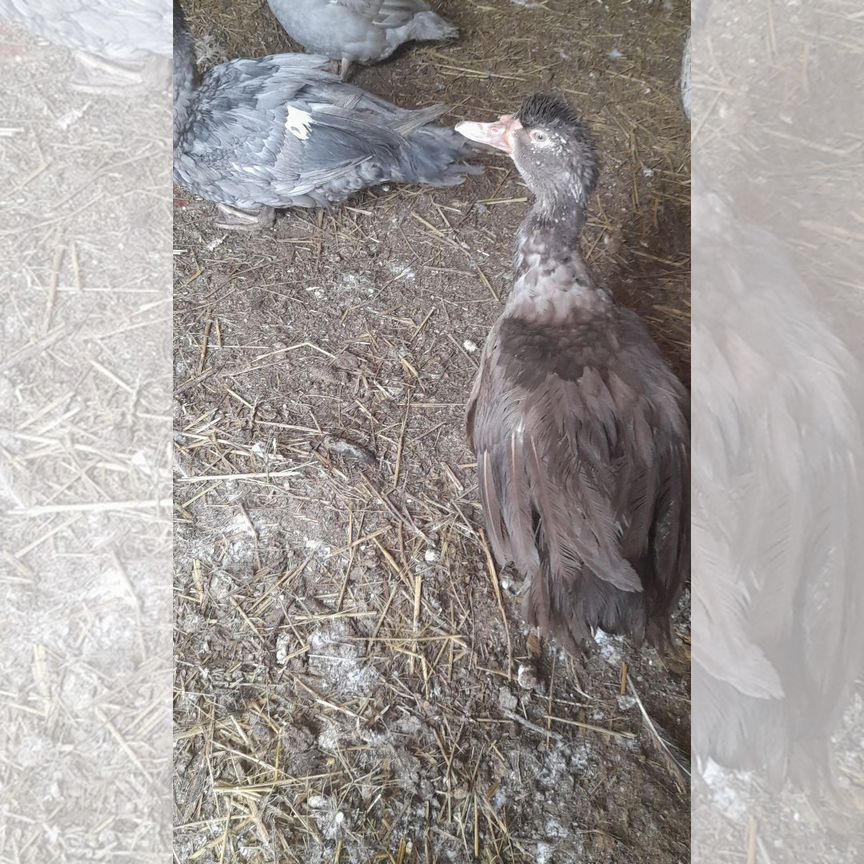 Селезни мускусной утки