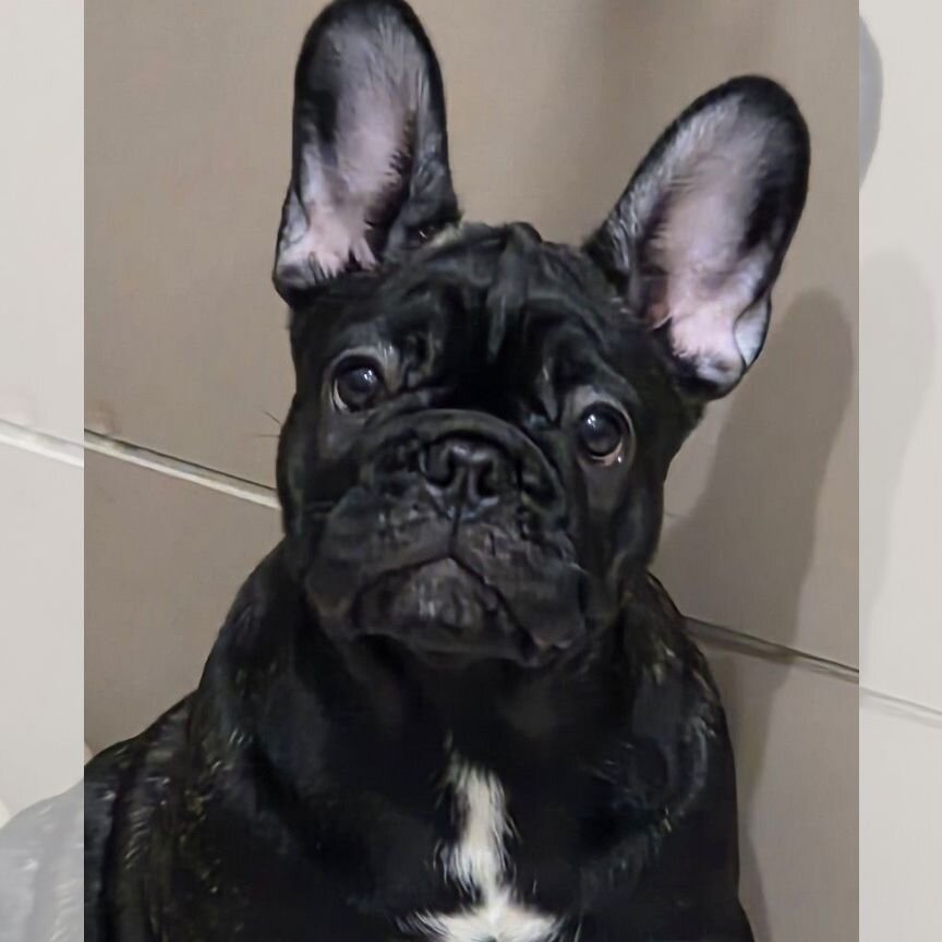 Французский бульдог, щенок