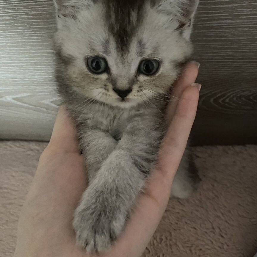 Шотландский котенок-инвалид