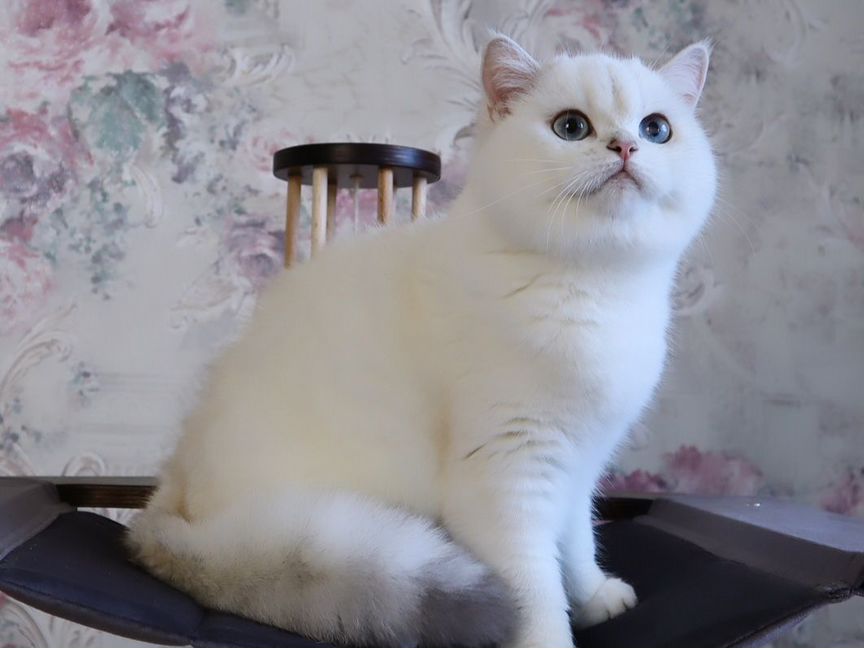 Британские котята, серебристая шиншилла