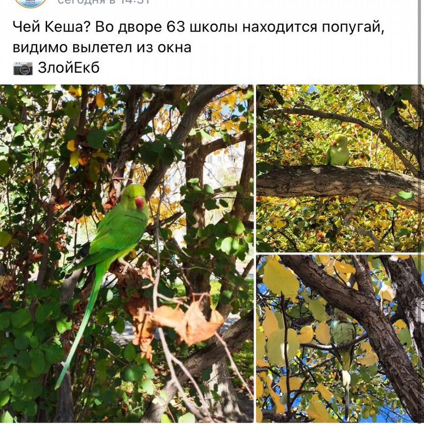 Найден попугай