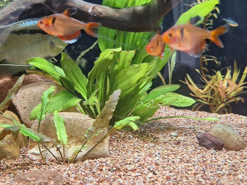 Аргиллит песок