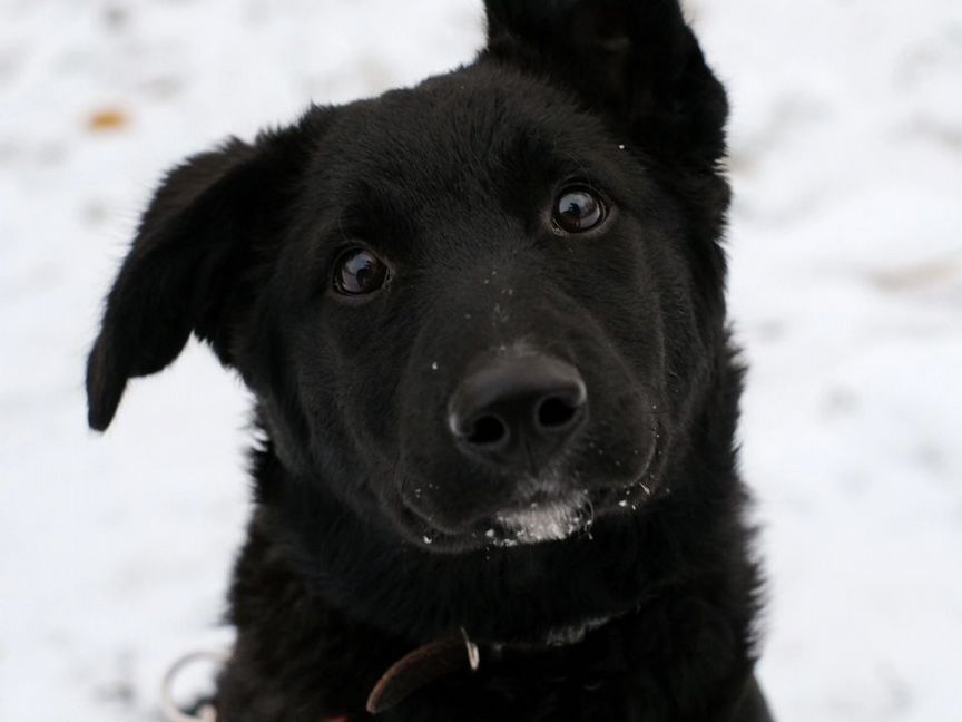 Щенок Агата: живёт в приюте, ищет семью