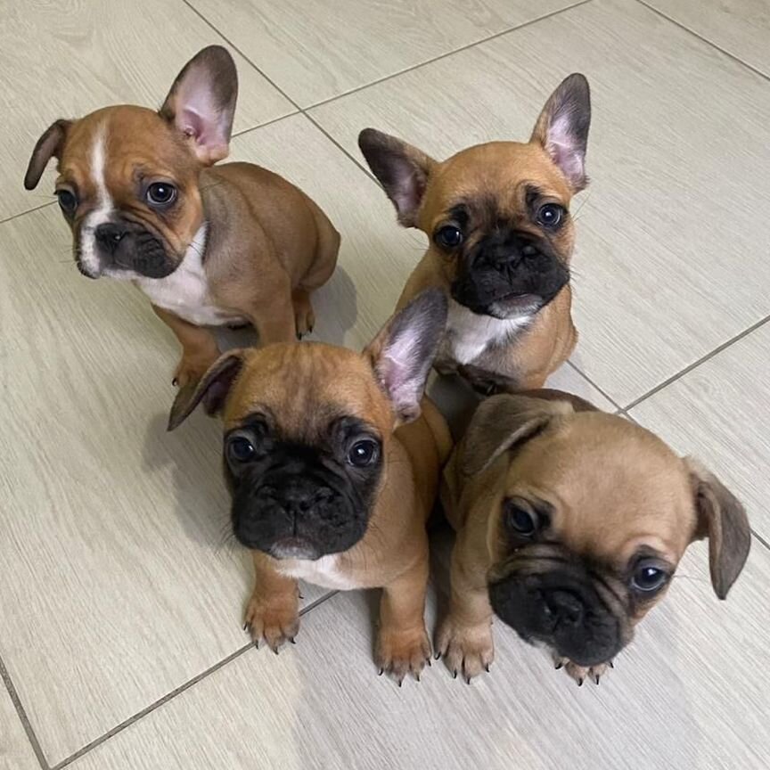 Французский бульдог щенки