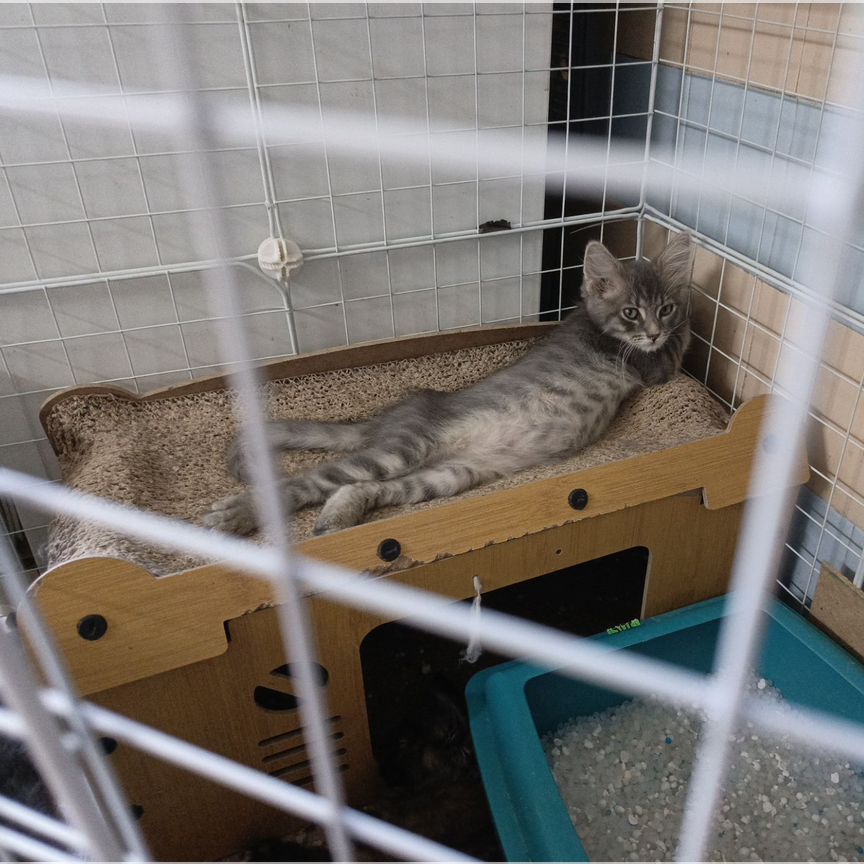 Котёнок в добрые руки