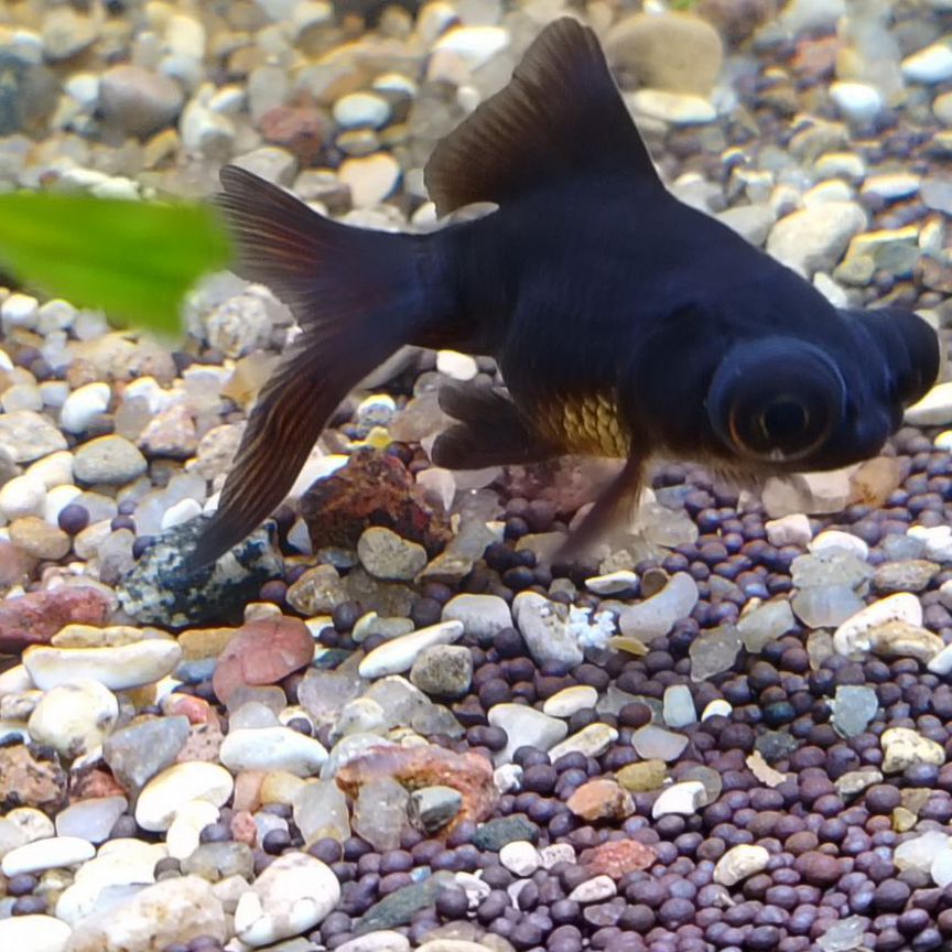 Золотая рыбка телескоп