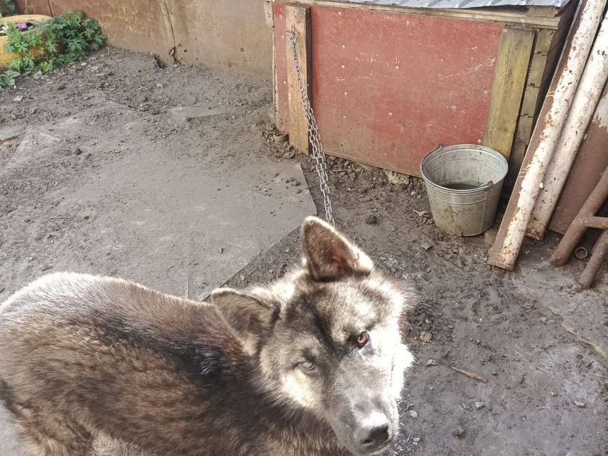 Хаски с овчаркой помесь