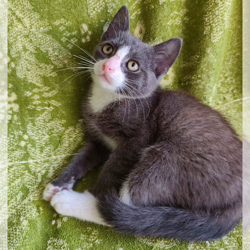 Ласковый котенок