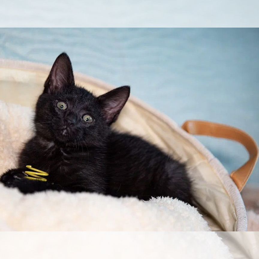 Черные котята
