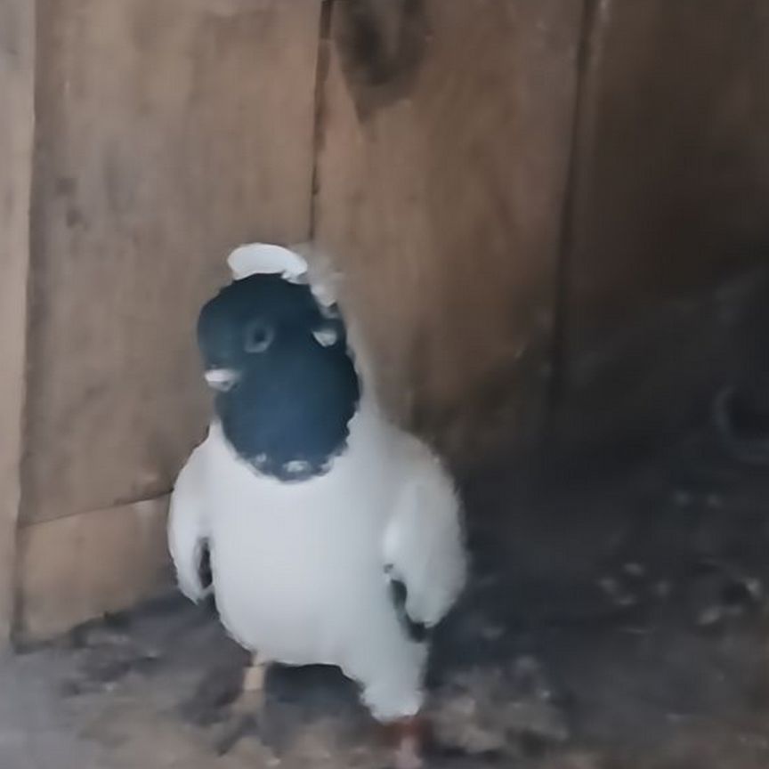 Голуби Крестовые монахи