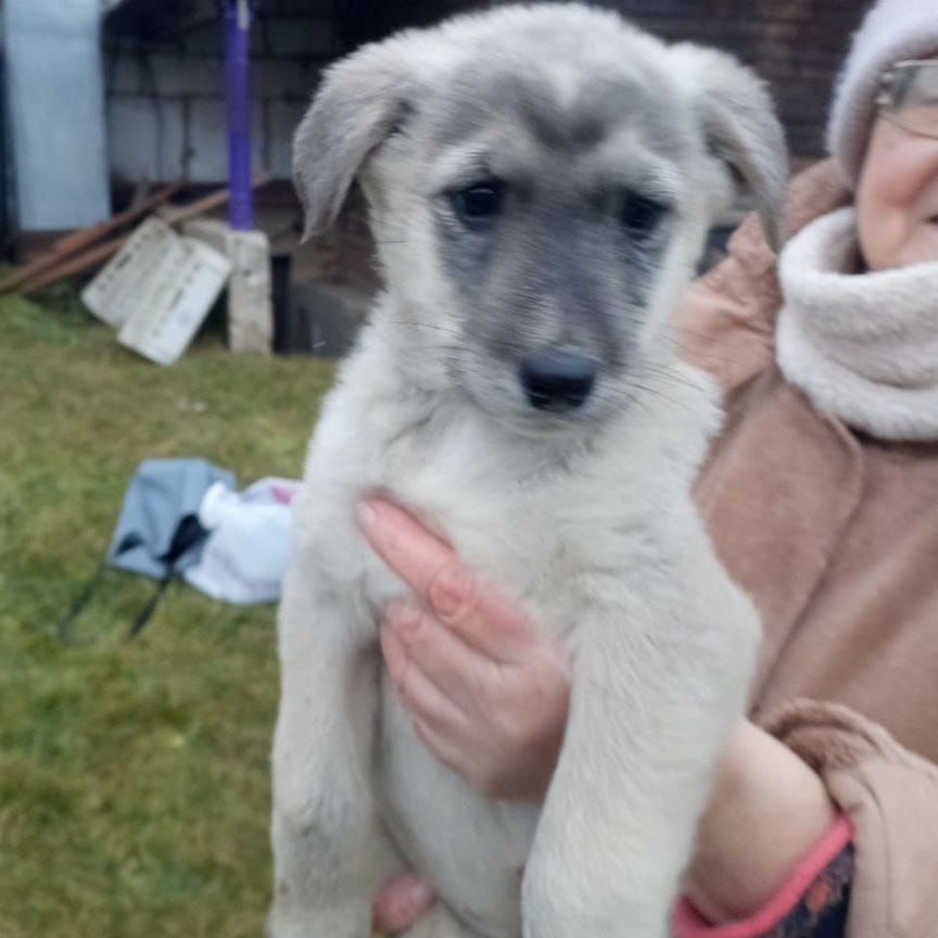 Щенок в добрые руки