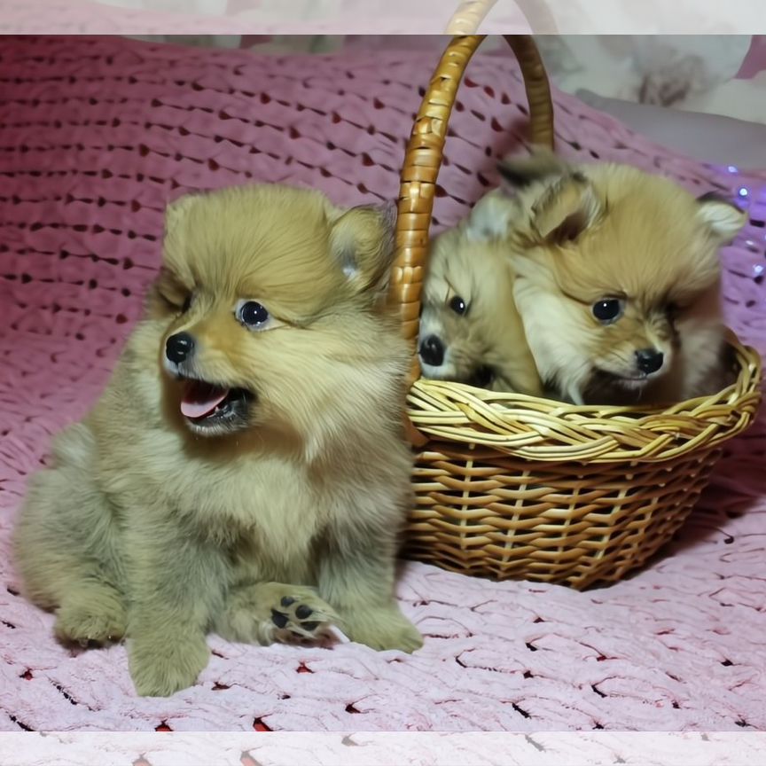 Немецкий шпиц, щенок