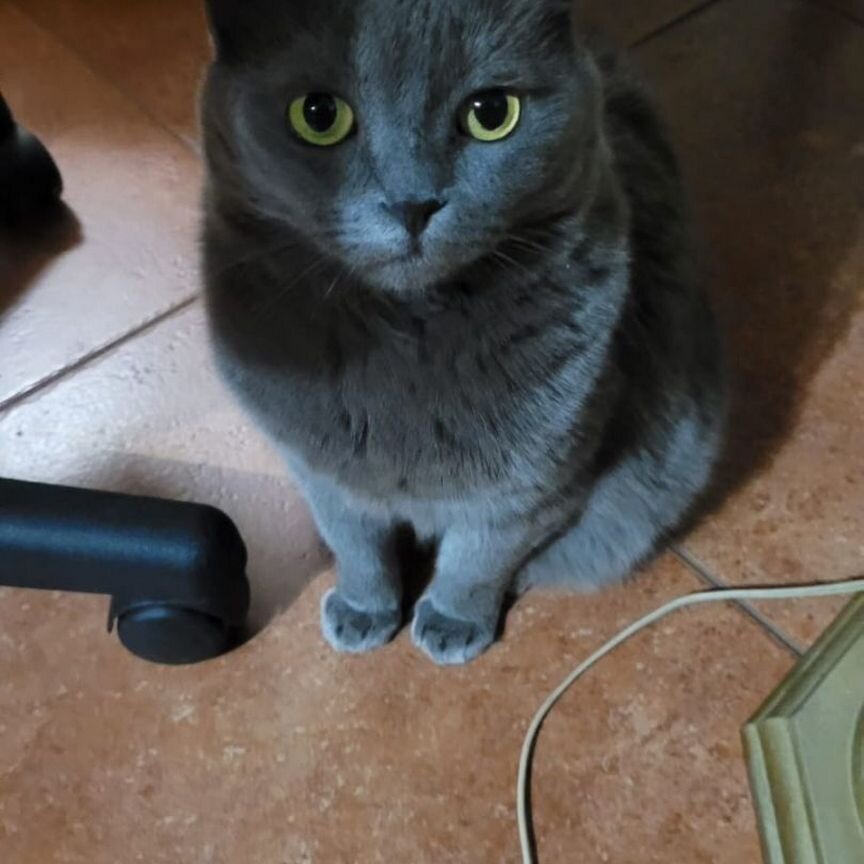 Британская кошка