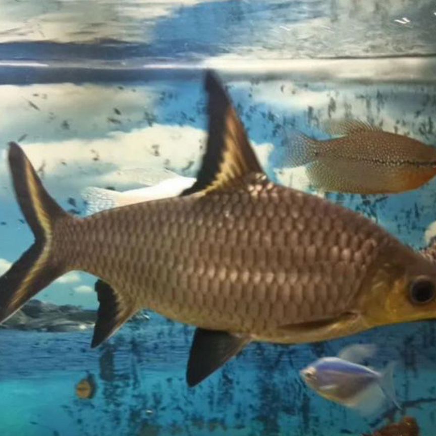 Аквариумные рыбки